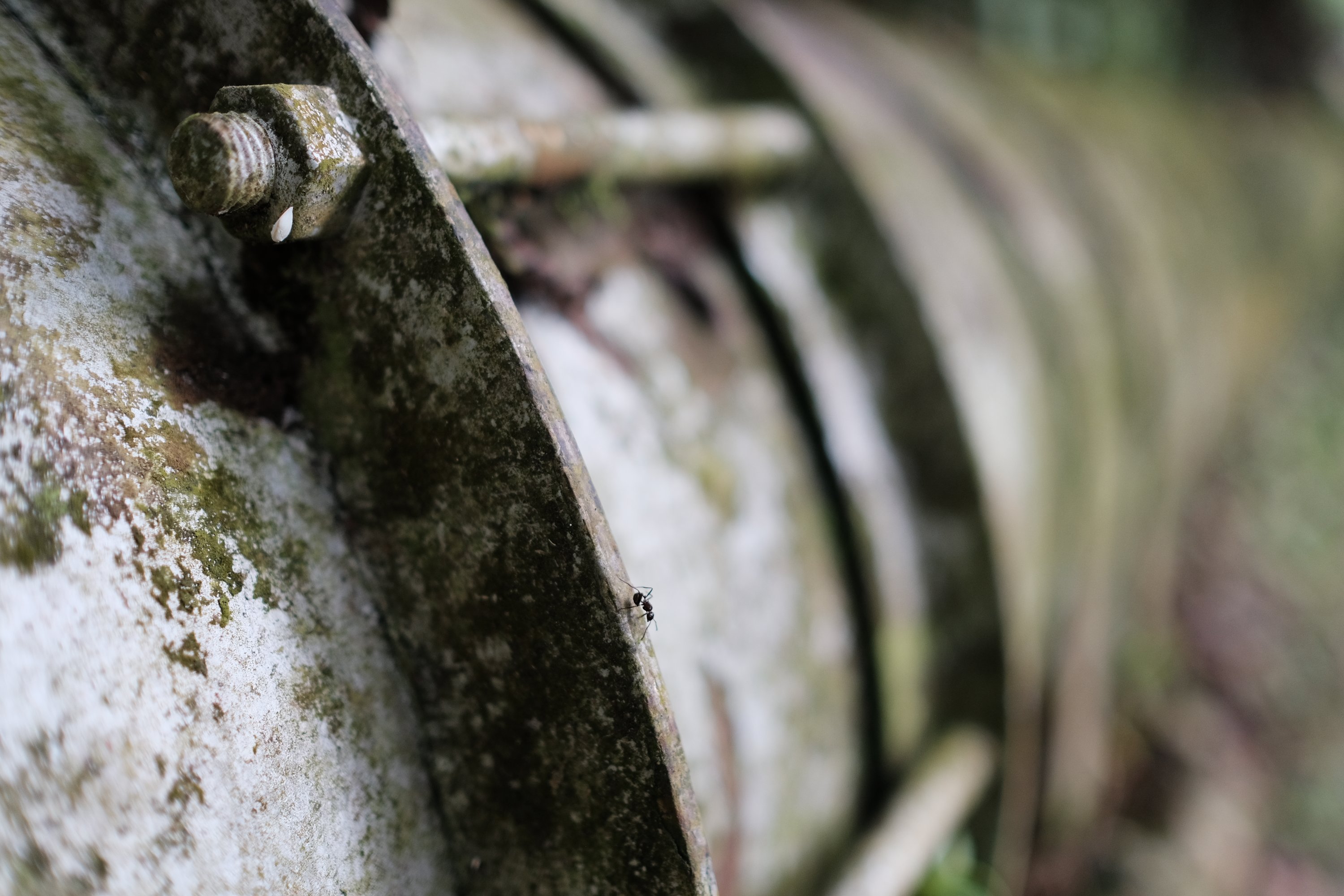 Ant crawling on pipe, Cameron Highlands, Malaysia – gsworldphoto