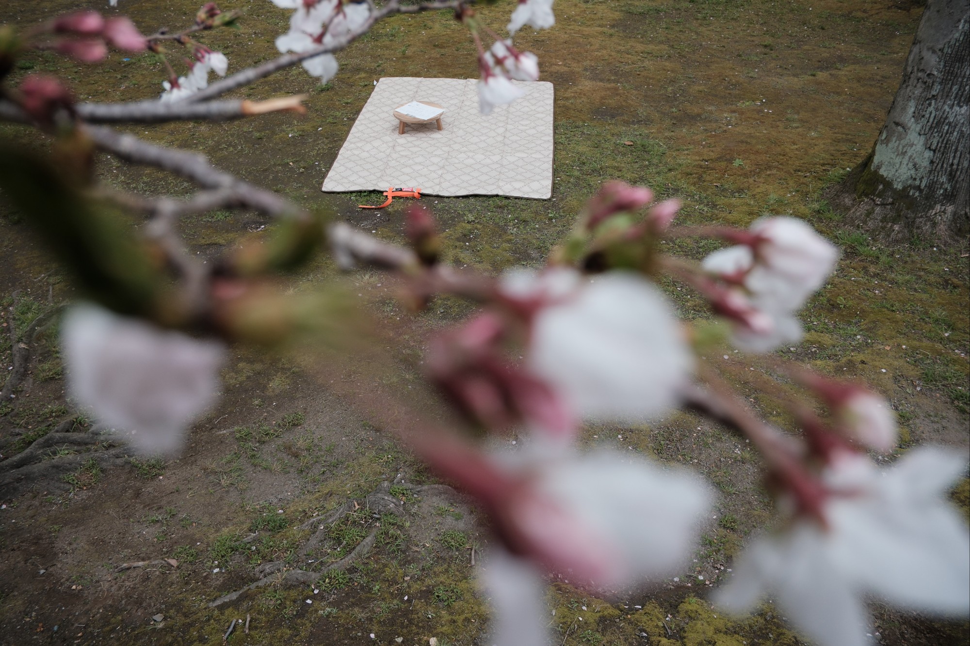 Hanami picnic spot, Kagoshima, Japan – gsworldphoto